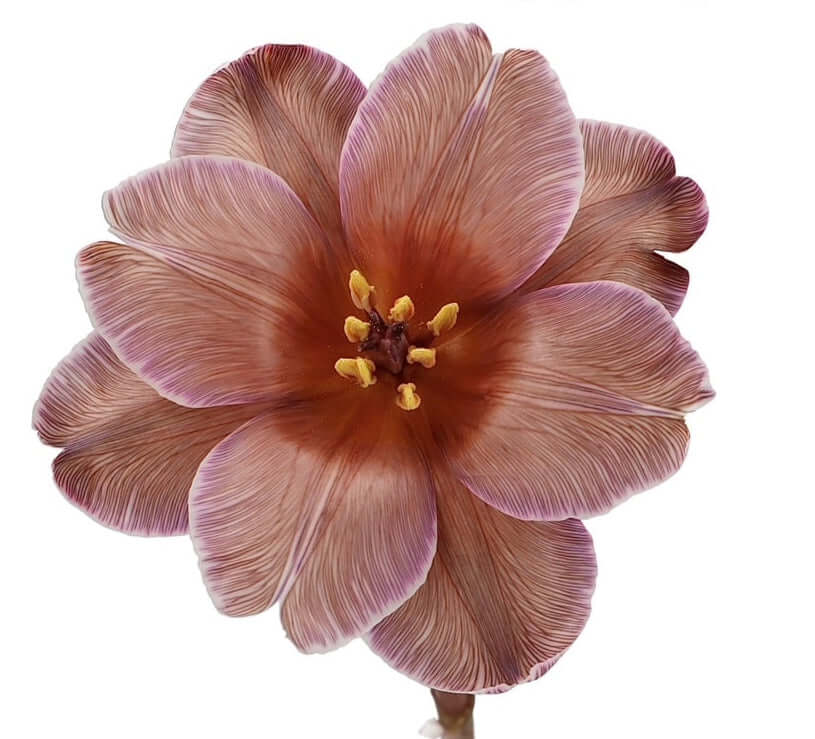 VIP Tulips | UrbanBloom.cz | Flowers Delivery Prague